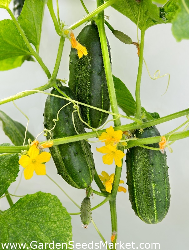 Field cucumber "Royal F1" – Garden Seeds Market | Free shipping