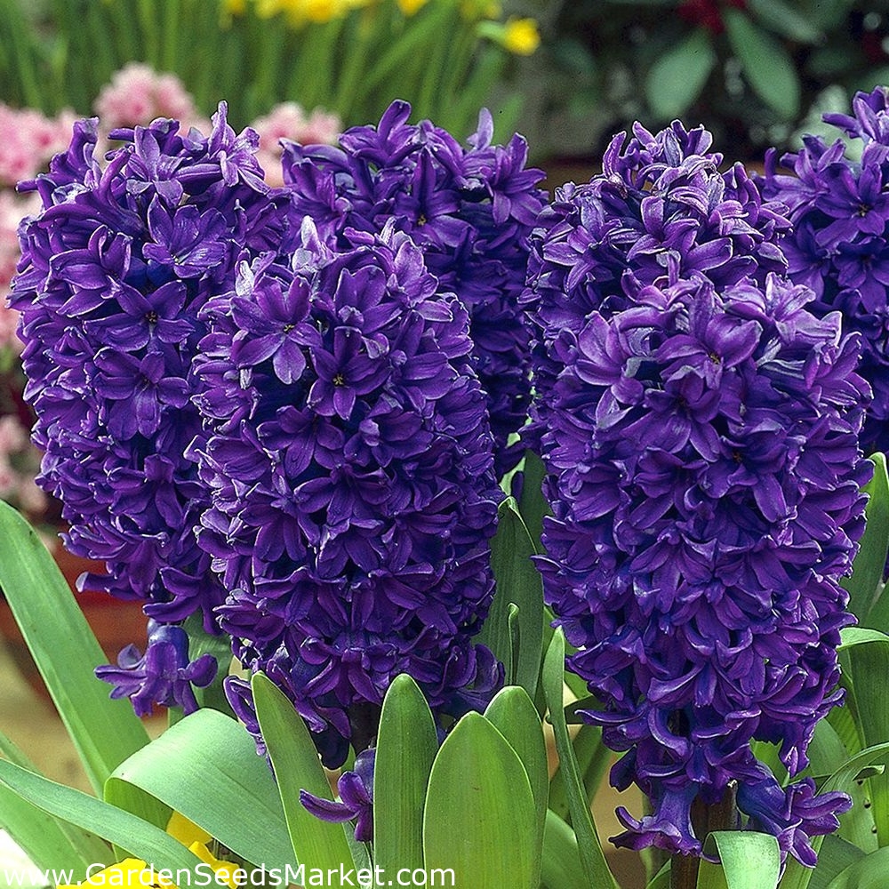 Hyacint - Peter Stuyvesant - pakket van 3 stuks - Hyacinthus – Garden ...