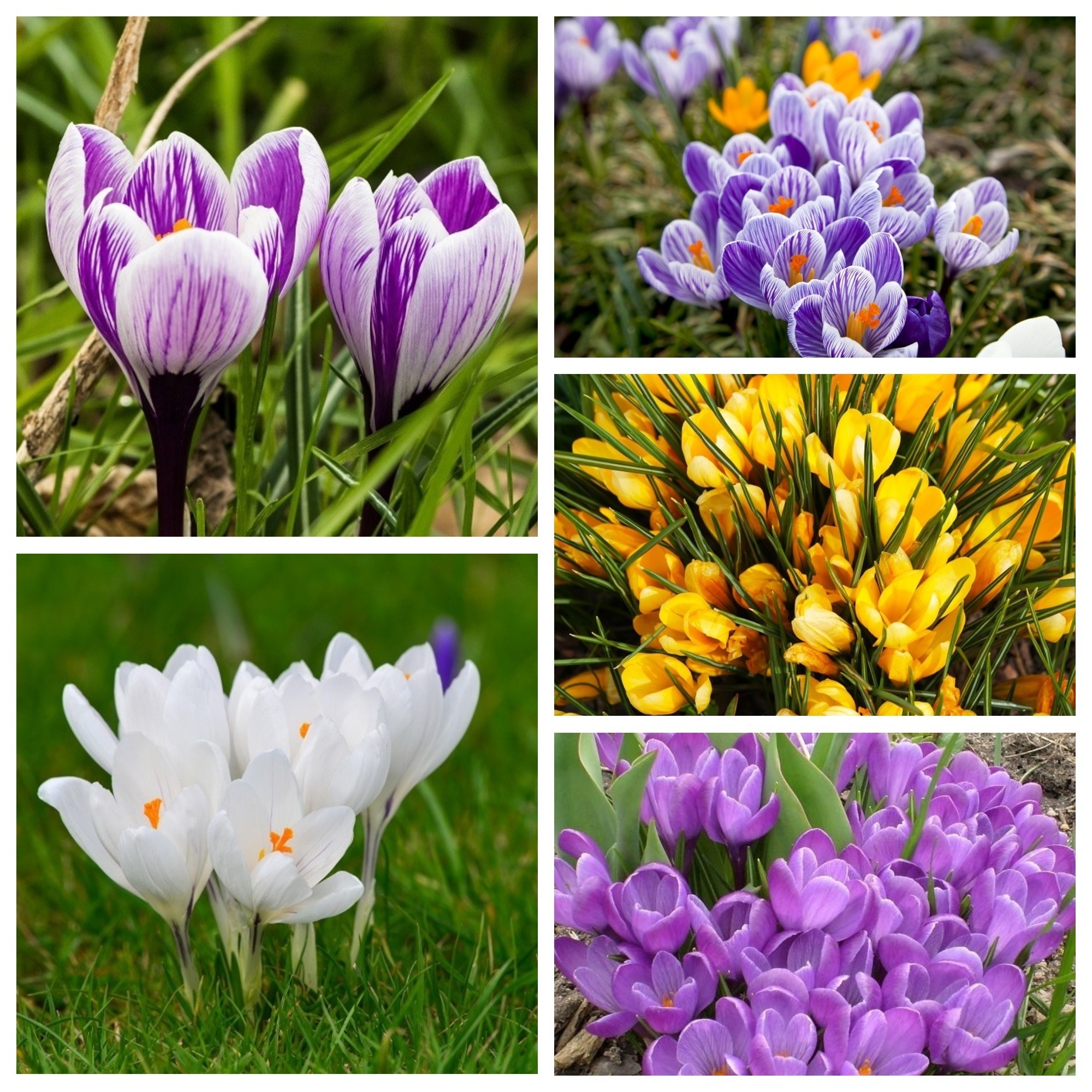 Crocus berbunga besar - 5 jenis - 100 pcs - – Garden Seeds Market ...