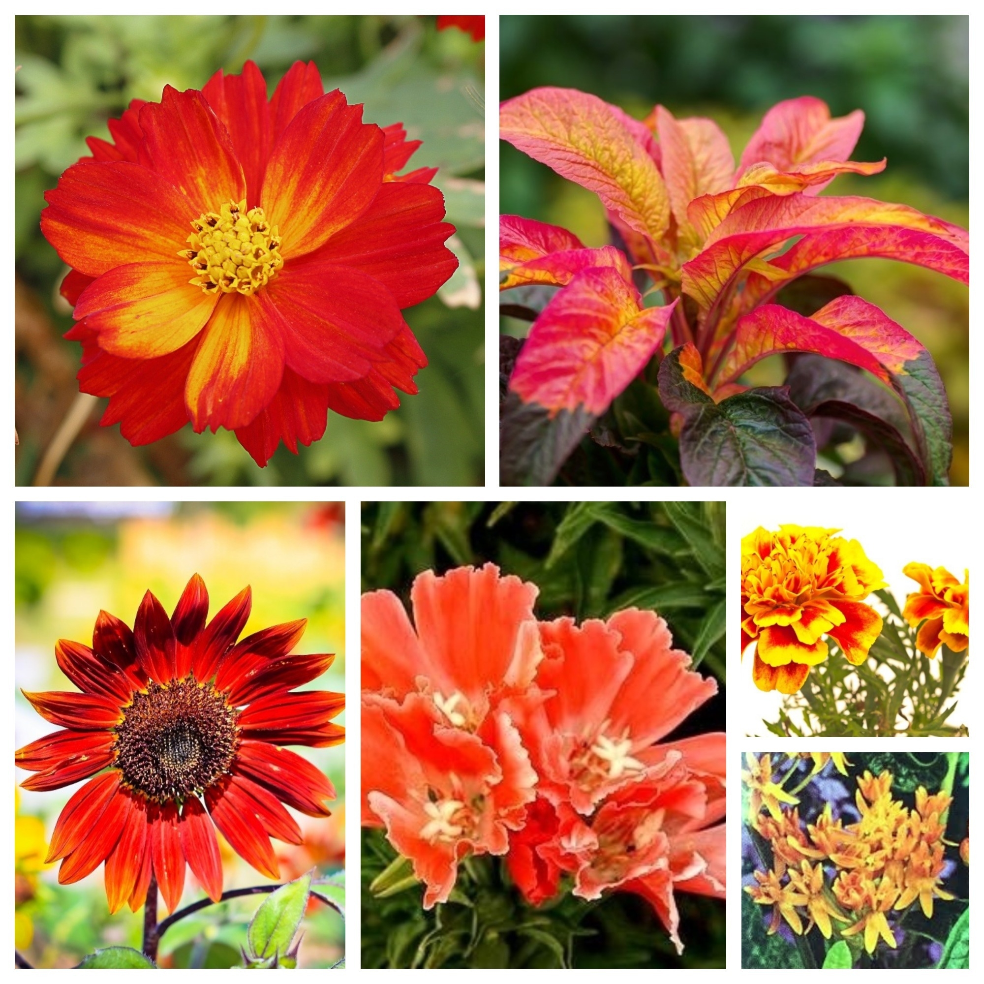 Venus - benih 6 jenis tumbuhan berbunga - – Garden Seeds Market ...