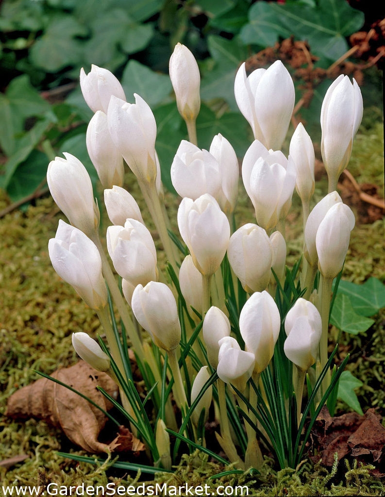 Crocus Miss Vain – large pack! – 200 pcs – Garden Seeds Market | Free ...