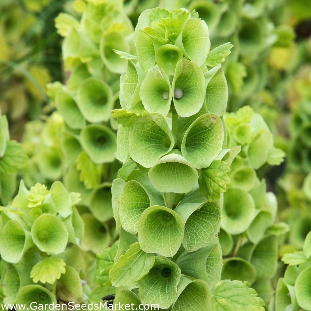 Bendera Itali - benih 3 jenis tumbuhan berbunga - – Garden Seeds Market ...