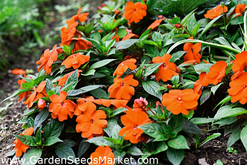 Busy Lizzy - orange; balsam, sultana, impatiens – Garden Seeds Market ...