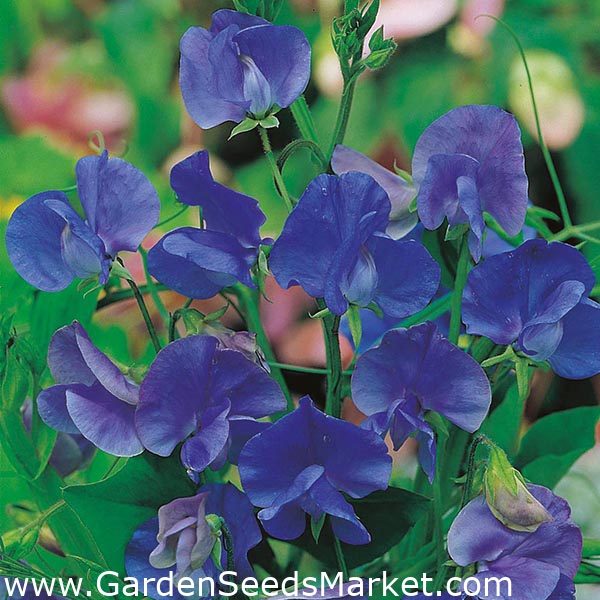 Welriekende lathyrus - Royal Navy Blue - 33 zaden - Lathyrus odoratus ...
