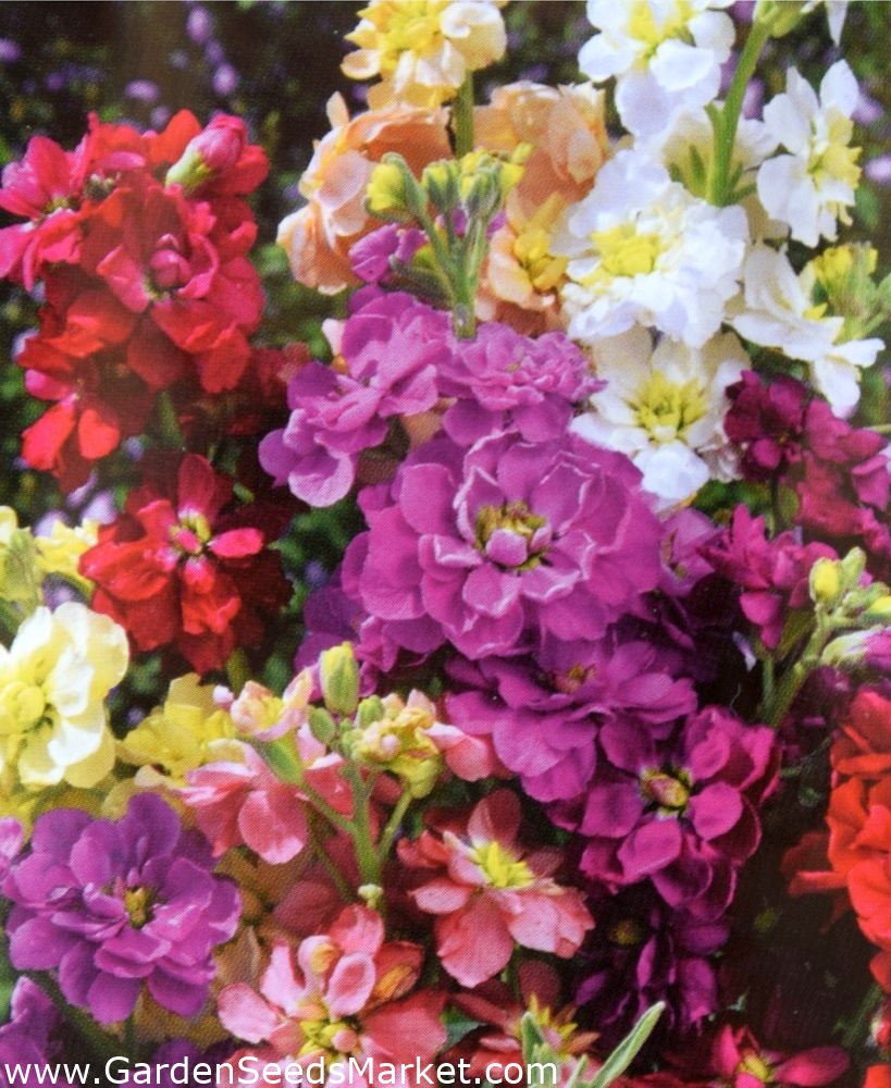 Grande Giroflée - Matthiola incana annua - Varsovia Bona - graines ...