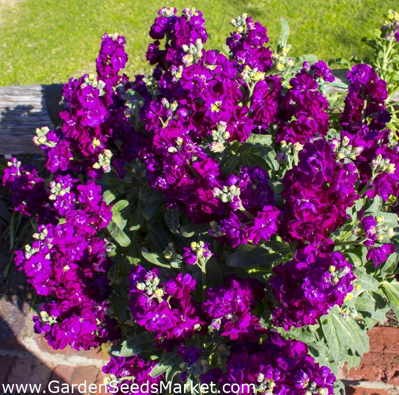 Hoary stock "Varsovia Hala" - crimson-purple; gilly flower – Garden ...