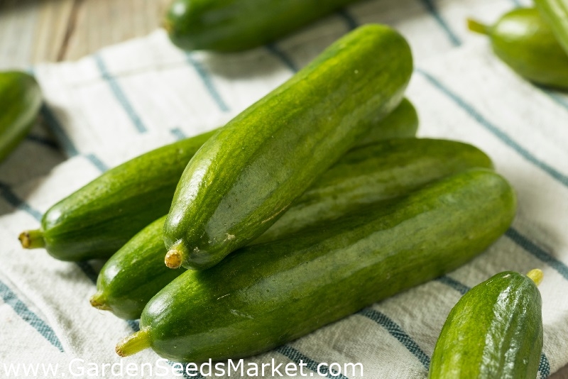 Paprastasis agurkas - Saladin F1 - šiltnamis - Cucumis sativus - sėklos ...