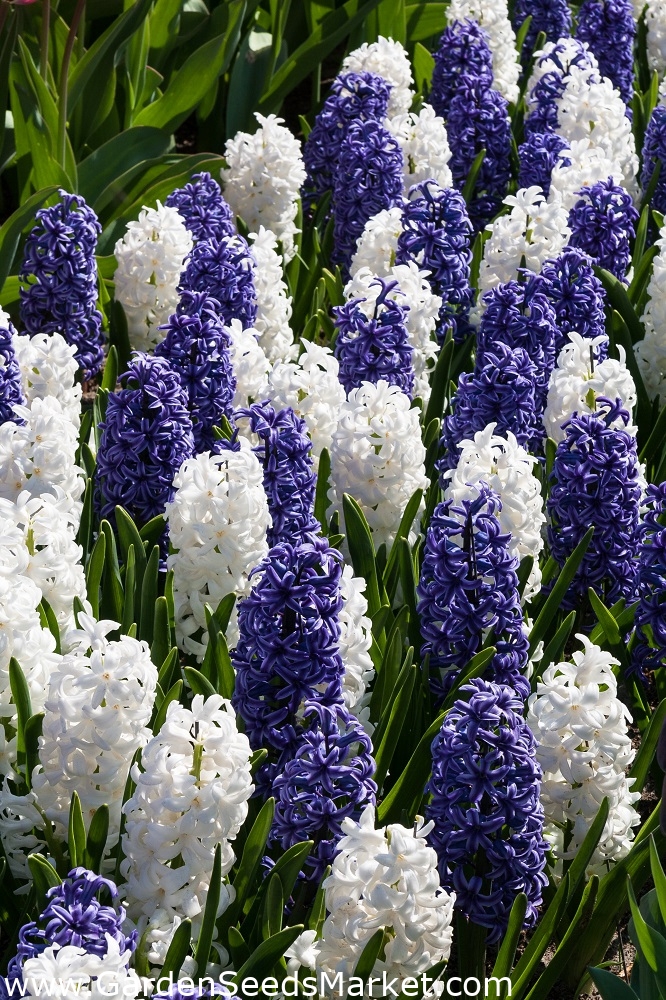 Juego de jacinto azul-blanco - 24 piezas - – Garden Seeds Market ...