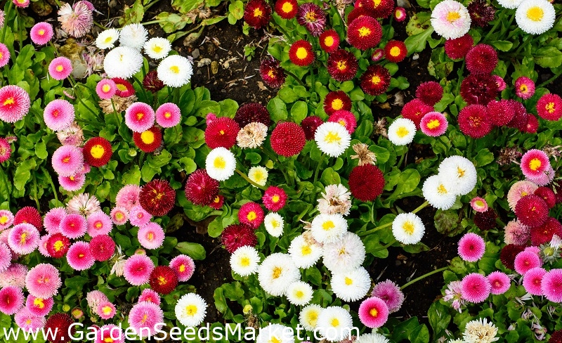 Pink, red and white pomponette daisy - seeds of 3 varieties – Garden ...
