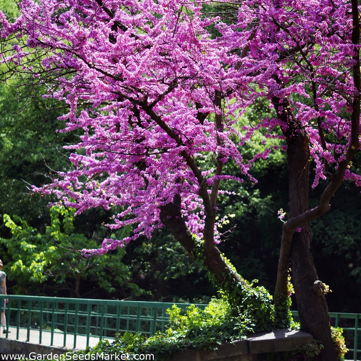 Arbre de Judée - Cercis siliquastrum - graines – Garden Seeds Market ...