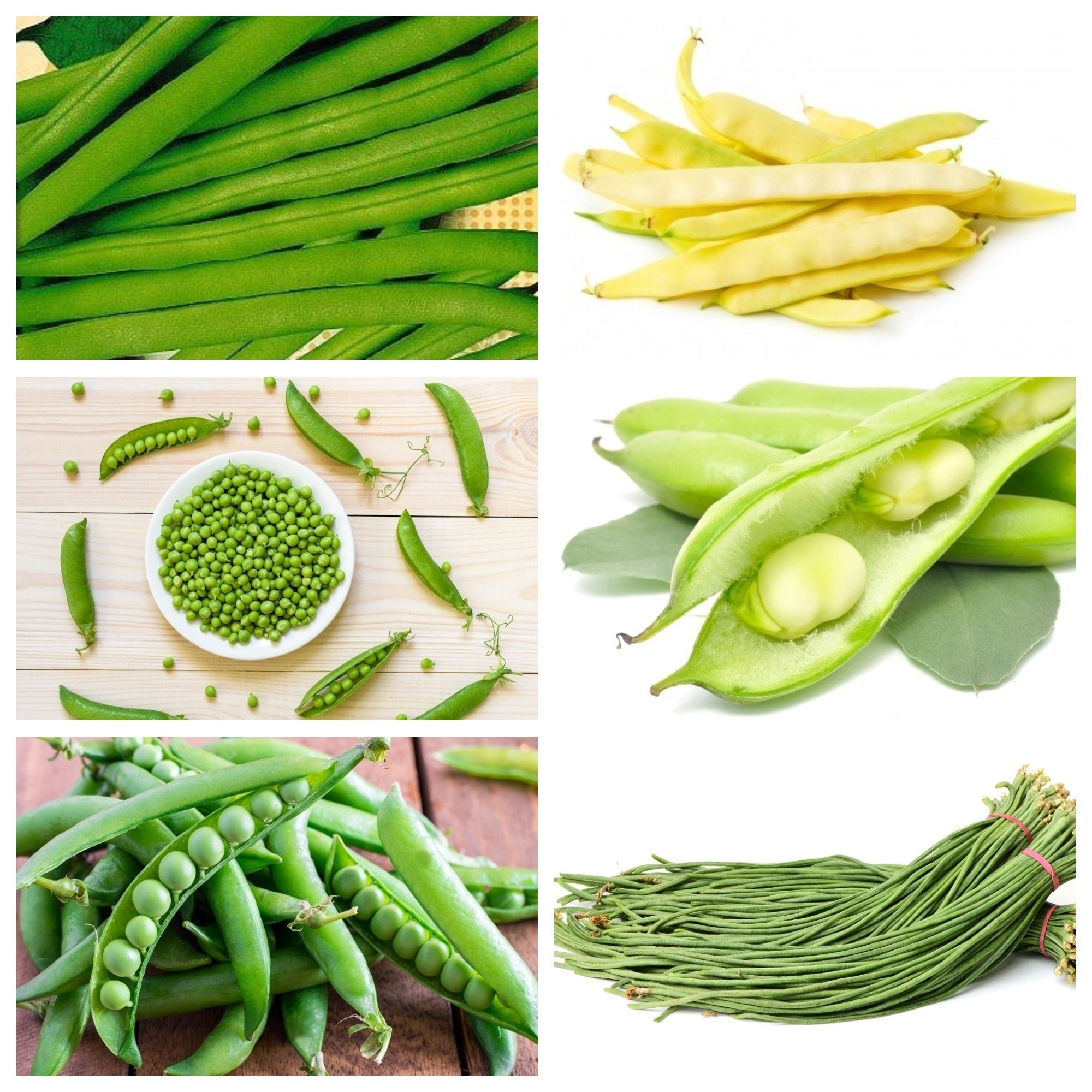 Legumes - set 2 - seeds of 6 plants' species – Garden Seeds Market ...
