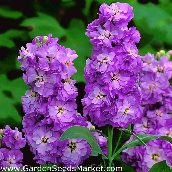 Grande Giroflée - Matthiola incana annua - Varsovia Hala - graines ...