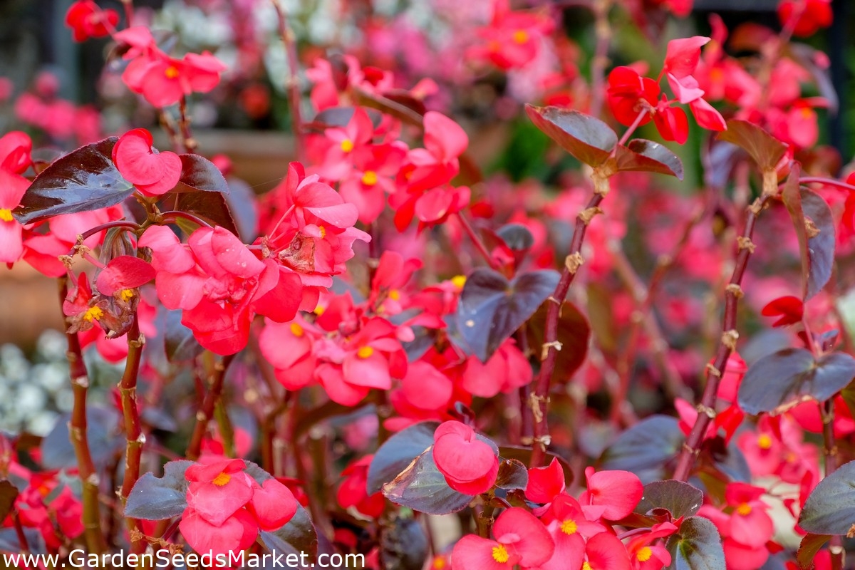 Bégonia annuel - Begonia semperflorens - Rouge - paquet de 2 pièces ...