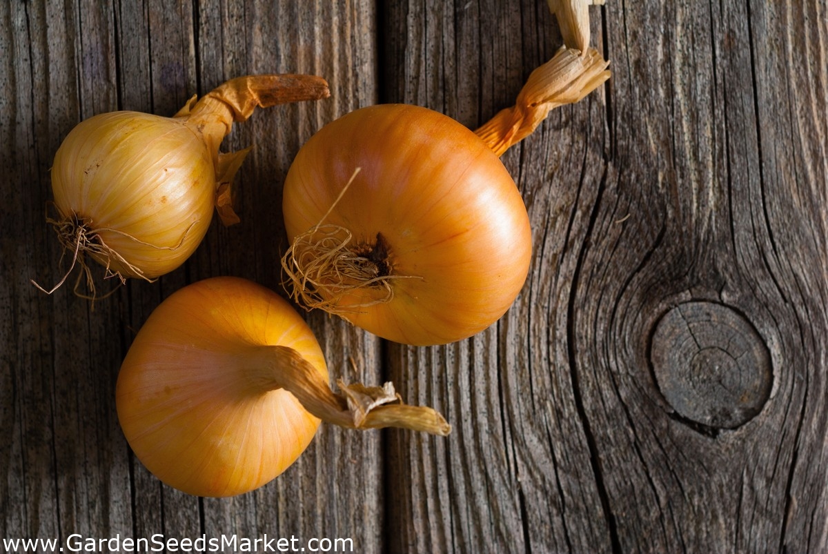 Onion 'Warsa' - early, productive variety – Garden Seeds Market | Free ...