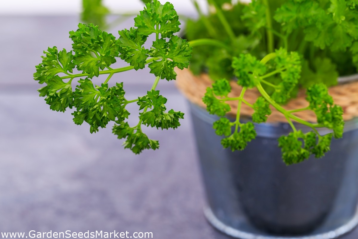 Prezzemolo - Petroselinum crispum - semi – Garden Seeds Market ...