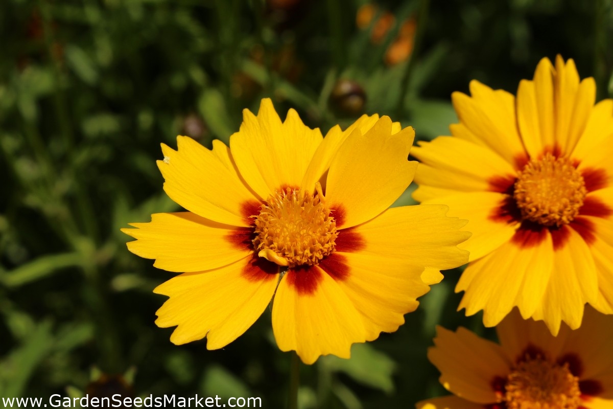 Plains coreopsis; garden tickseed, golden tickseed, calliopsis – Garden ...