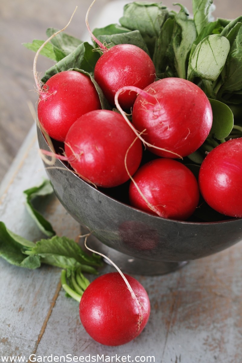 Redīsi - Tytania - granulētas sēklas - Raphanus sativus L. – Garden ...