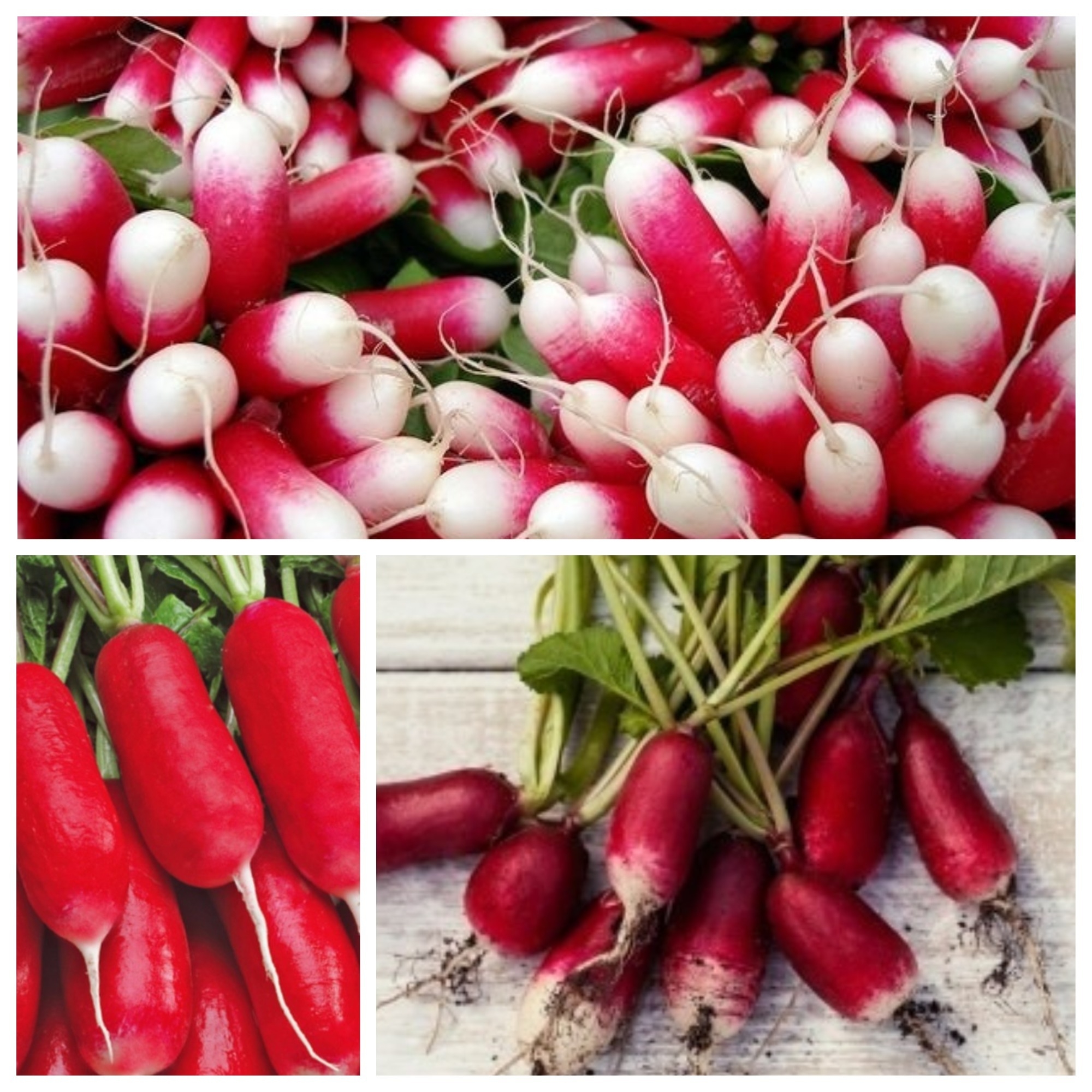 Orta-uzun turp - 3 sebze bitki çeşidi tohumları - – Garden Seeds Market ...