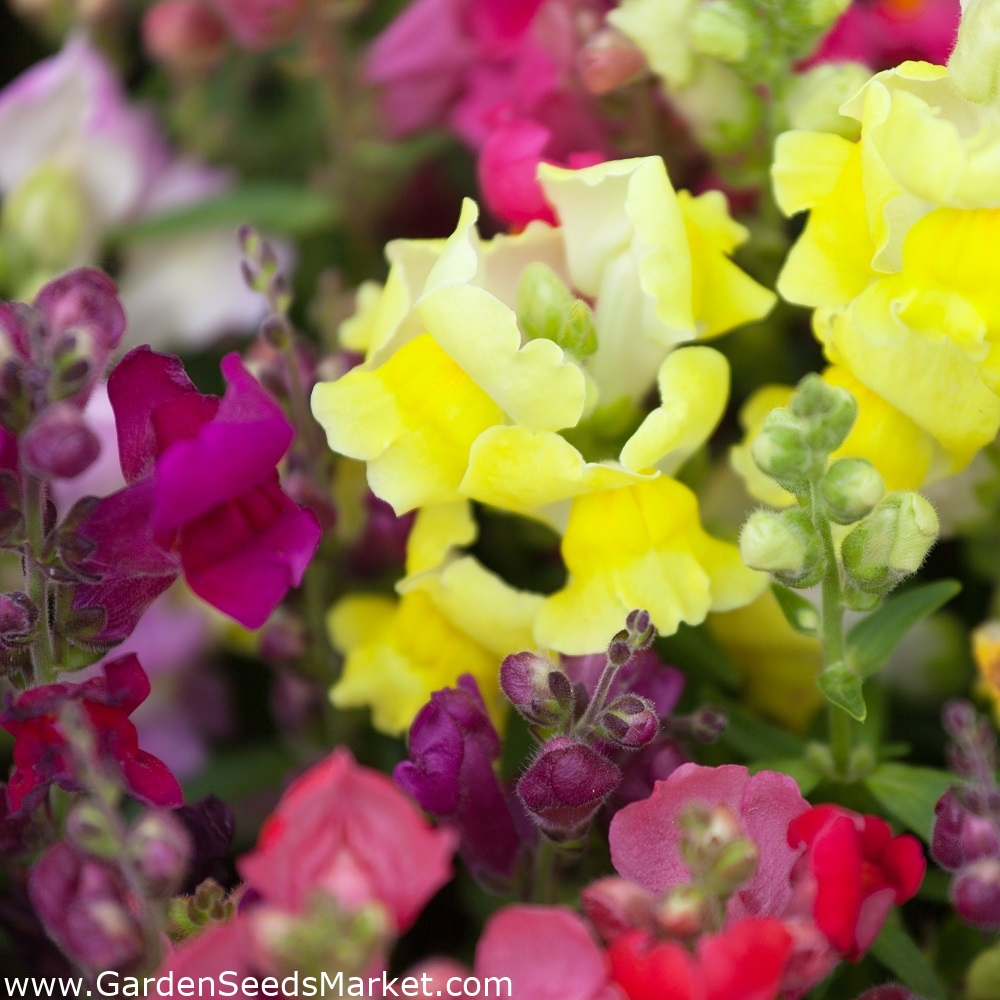 Trailing Snapdragon - Antirrhinum majus pendula - Trailing Elegance ...