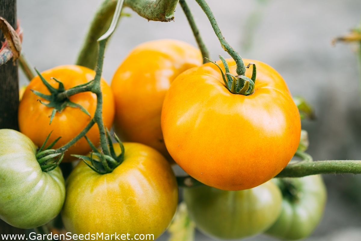 Pomidoras - Yellowstone - Lycopersicon esculentum Mill - sėklos ...