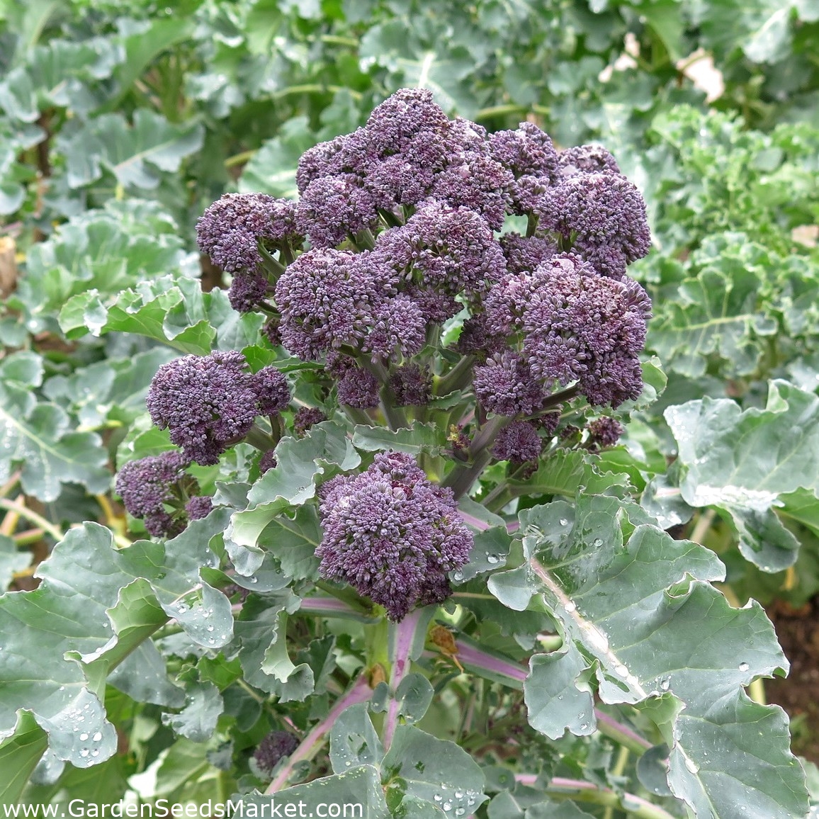 Brócolis - Early Purple Sprouting - Brassica oleracea var. botrytis ...