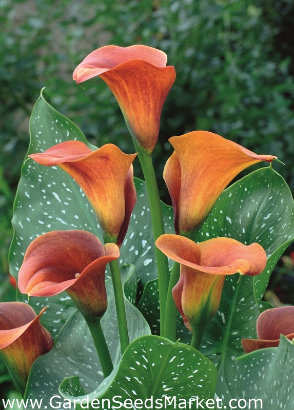 Calla Mango; ลิลลี่อร่าม, calla lily - – Garden Seeds Market | จัดส่งฟรี