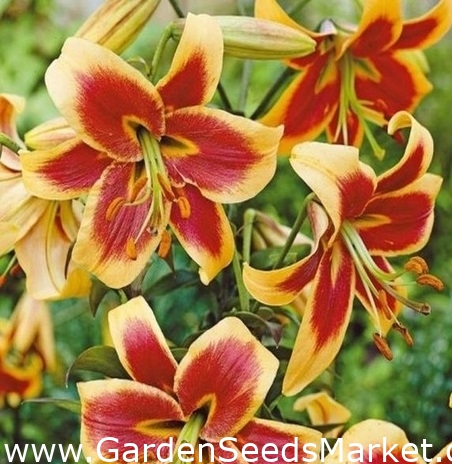 Tree lily - a selection of 6 most popular varieties – Garden Seeds ...