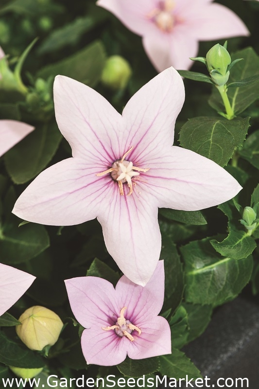 Platycodon, fleur de ballon - Rose Fuji; Campanule chinoise – Garden ...