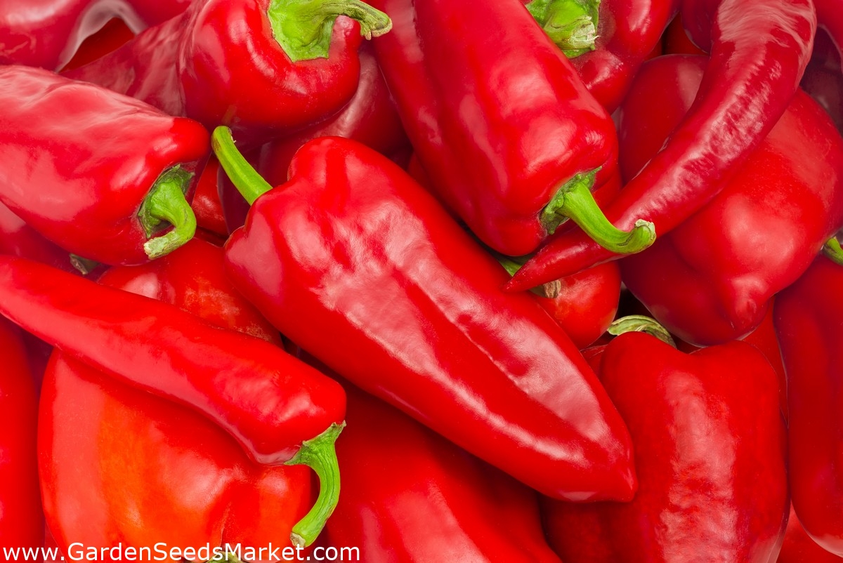 Paprika 'Wika' - rote Sorte, die für den Anbau in Tunneln und auf dem ...