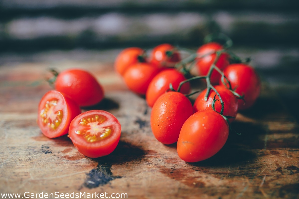 Dwarf field tomato 'Chrobry' - medium late, extremely productive ...