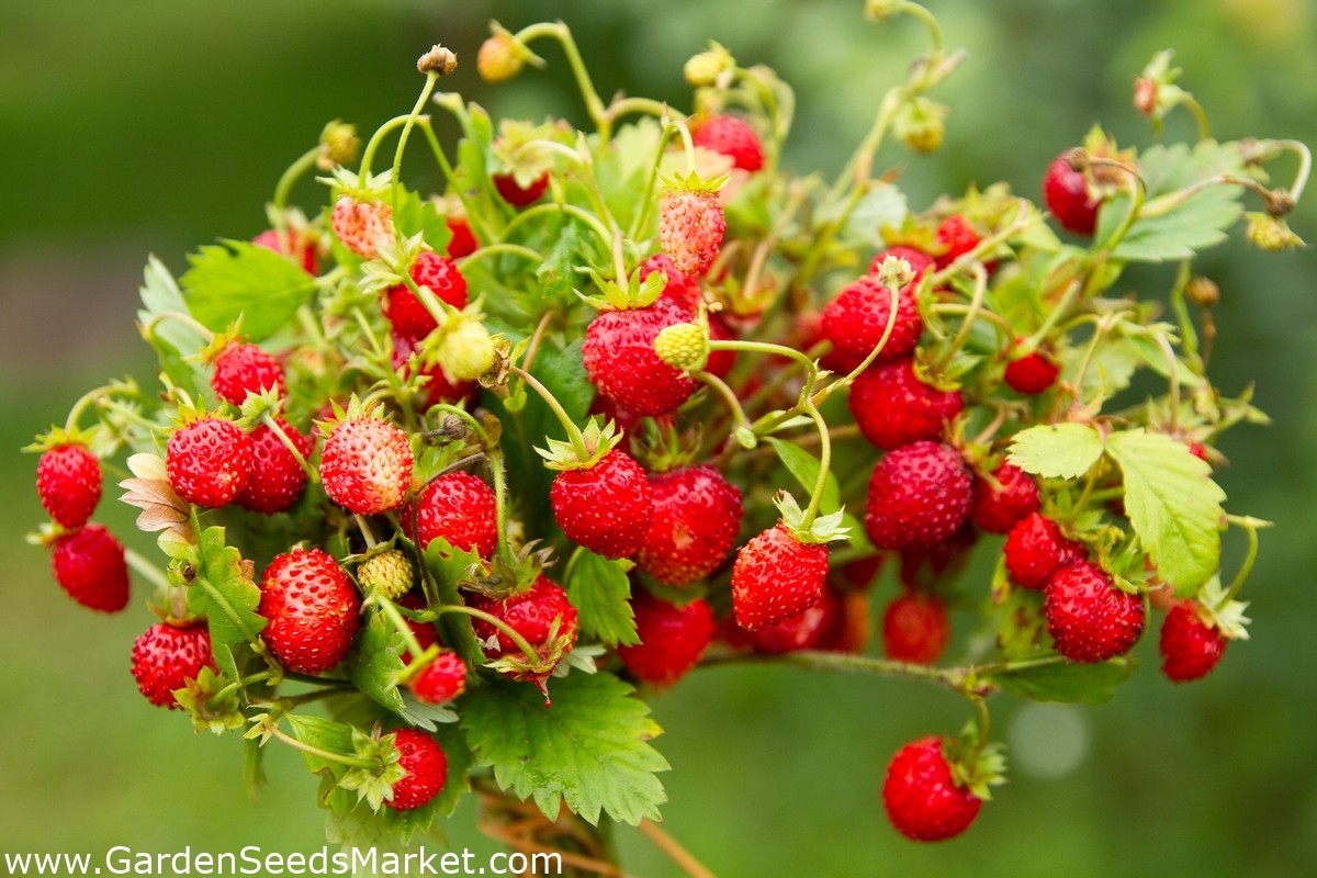 Jordbær - Fragaria vesca - frø – Garden Seeds Market | Gratis fragt