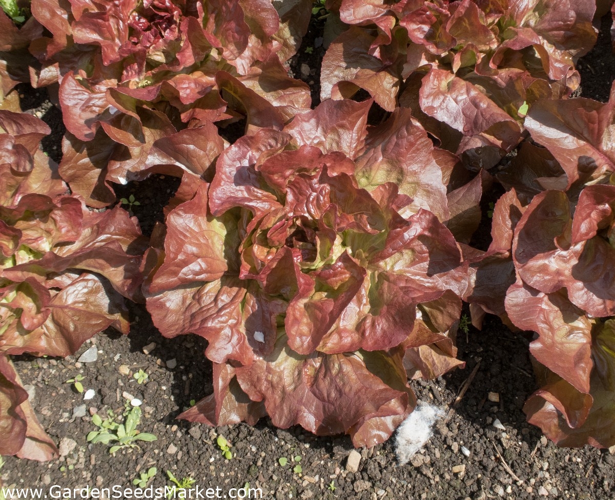 Red butterhead lettuce 'Mira' – Garden Seeds Market | Free shipping