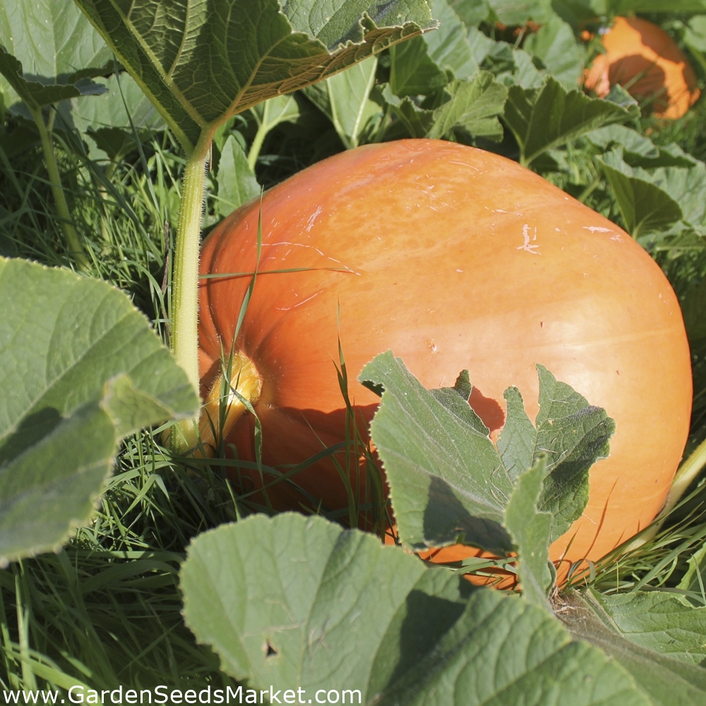 Abóbora-grande - Yellow Melon - 100 gramas - Cucurbita maxima ...