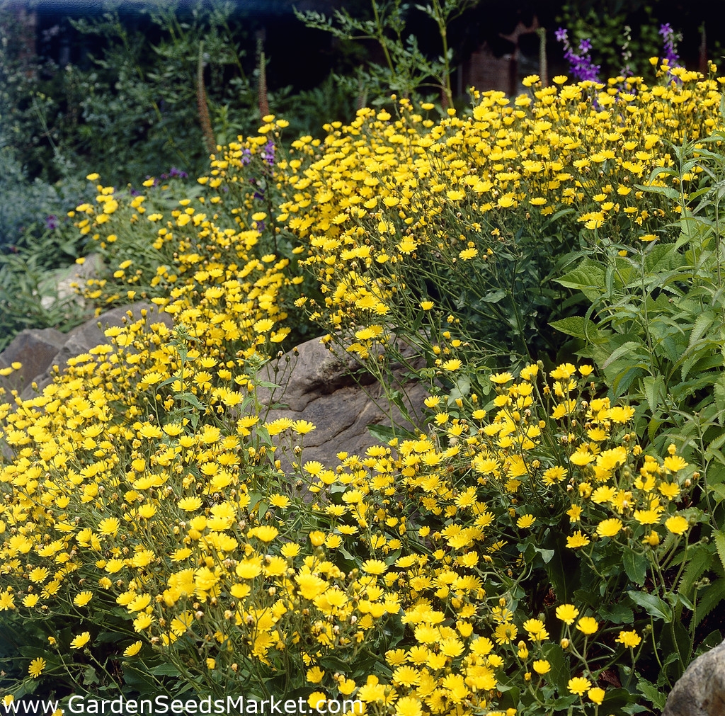 Cladanthus arabicus - Cladanthus arabicus - Golden-Yellow Blooms with a ...