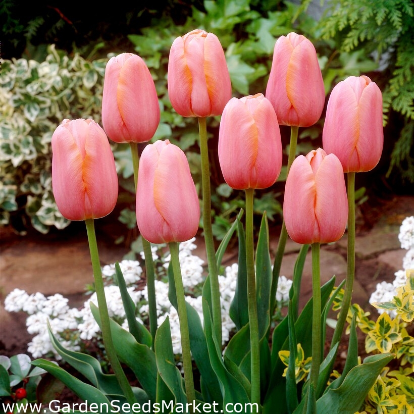 Tulip 'Menton' - large package - 50 pcs – Garden Seeds Market | Free ...