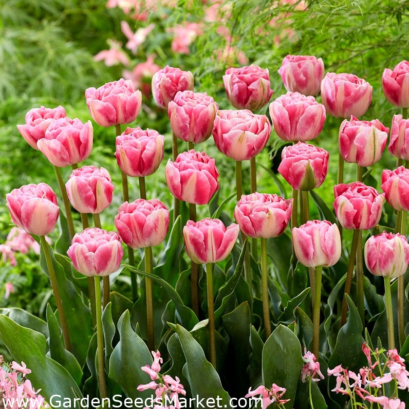 Tulipa Vogue - Tulip Vogue - 5 bulbs – Garden Seeds Market | Free shipping