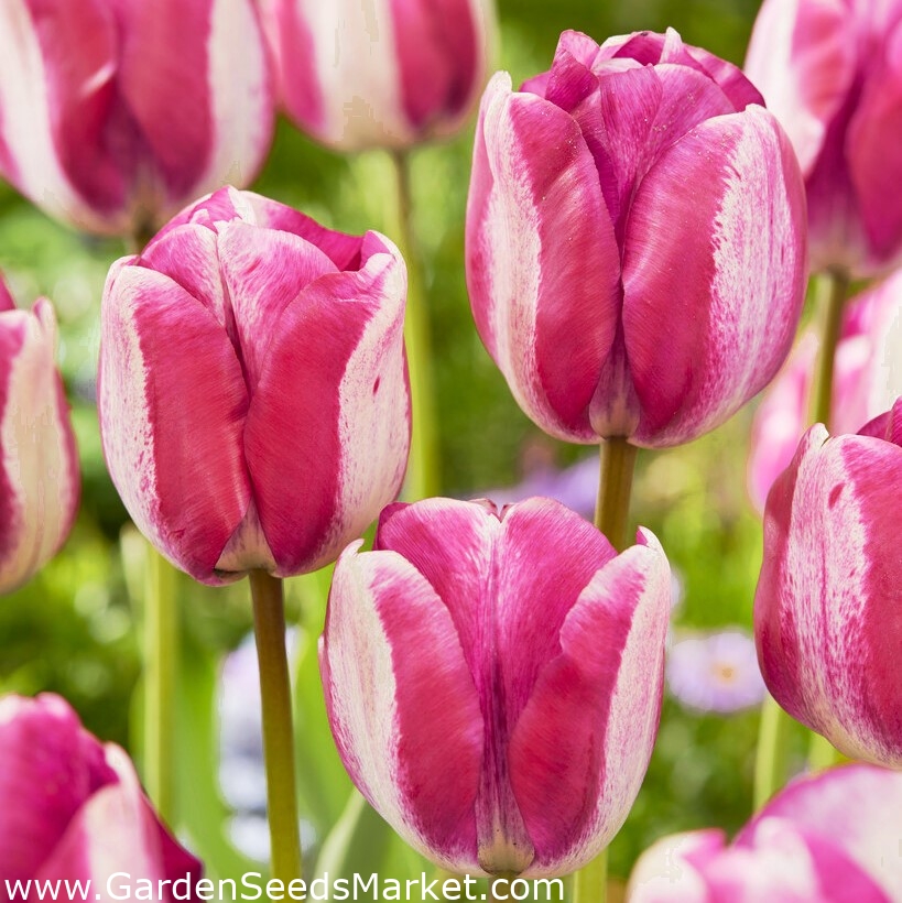 Tulpė „Hotpants“ - didelė pakuotė - 50 vnt - – Garden Seeds Market ...