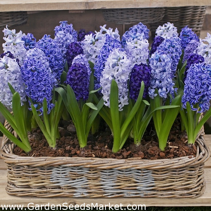 Tricolour hyacinth set – 27 pcs – Garden Seeds Market | Free shipping