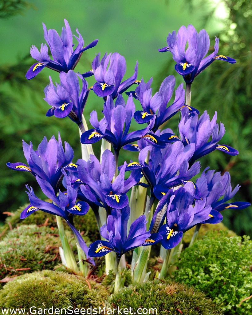 Iris Réticulée - Iris reticulata - Harmony - paquet de 10 pièces ...