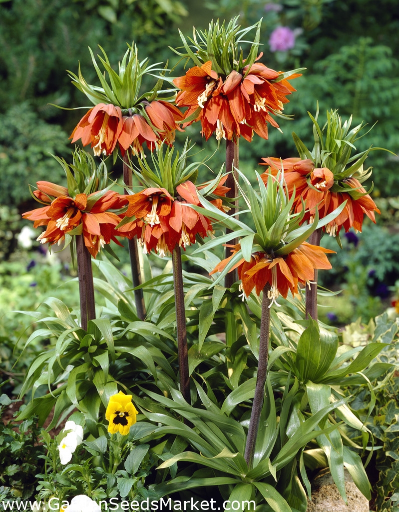 Fritillaria imperialis Aurora - Crown imperial Aurora – Garden Seeds ...