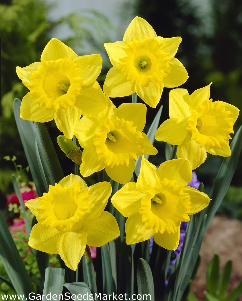 Nartsiss - Golden Harvest - pakend 5 tk - Narcissus – Garden Seeds ...