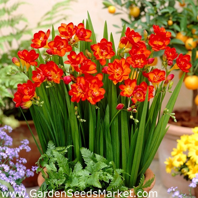 Freesia - Double Red - paquete de 10 piezas – Garden Seeds Market ...
