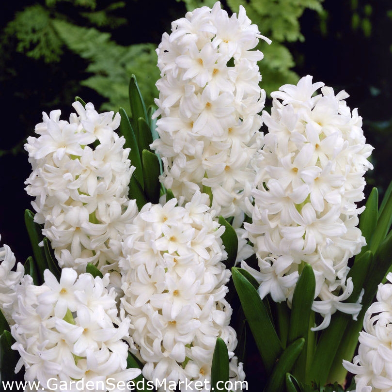 Jacinthe d'Orient - Carnegie - paquet de 3 pièces - Hyacinthus orientalis – Garden Seeds Market ...