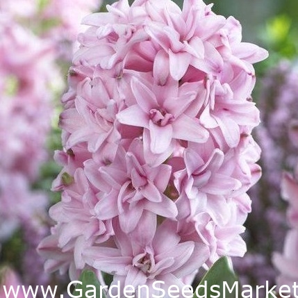 Hyacinthus Double Prince Of Love - Hyacinthus Double Prince Of Love ...