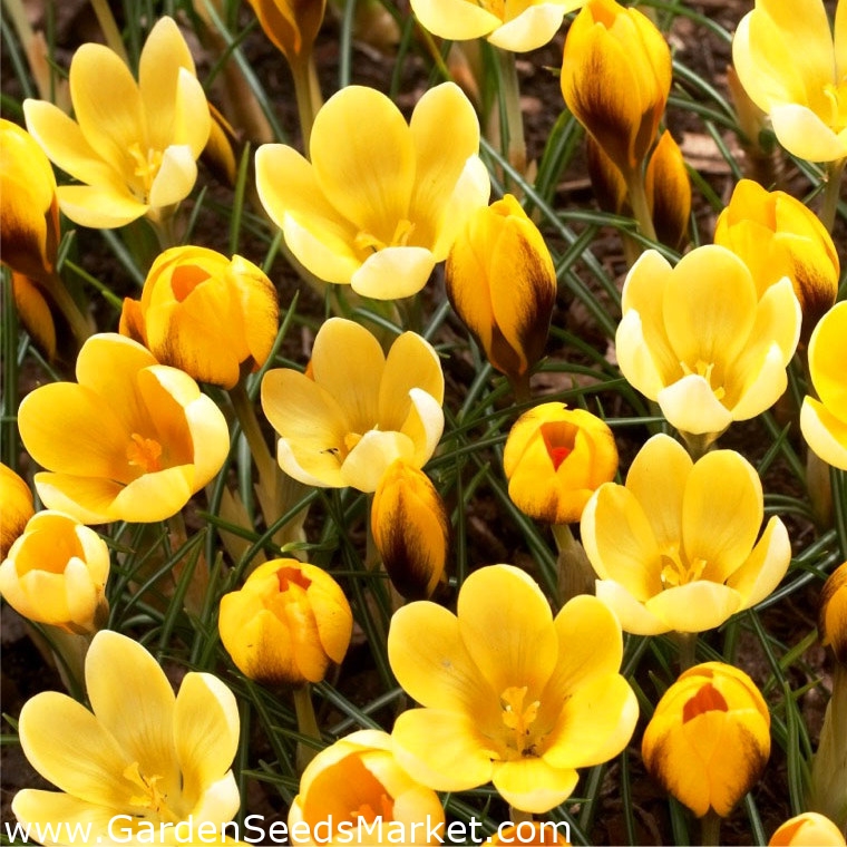 Crocus, Krokus Goldilocks - 10 Zwiebeln – Garden Seeds Market ...