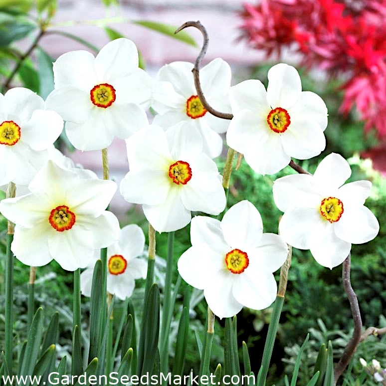 Narcizas, narcizas Actaea - didelė pakuotė! - 50 vnt - – Garden Seeds ...