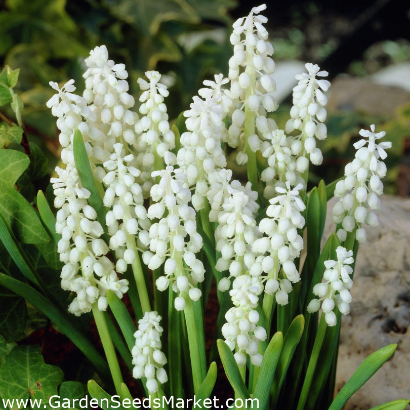 Muscari album – Weiße Traubenhyazinthe - 5 Zwiebeln – Garden Seeds ...