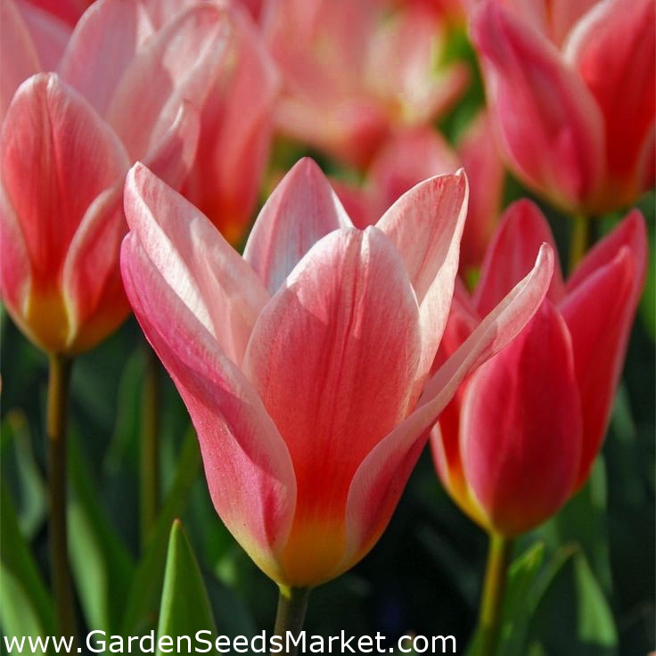 Tulipa Fashion - Tulip Fashion - 5 bulbs – Garden Seeds Market | Free ...