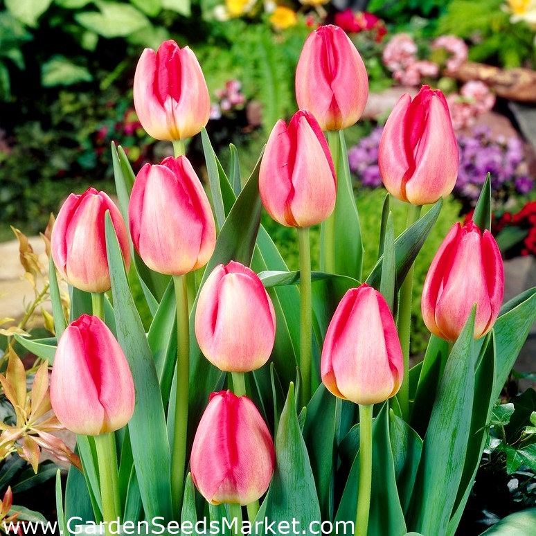 Tulip 'Judith Leyster' - large package - 50 pcs – Garden Seeds Market ...