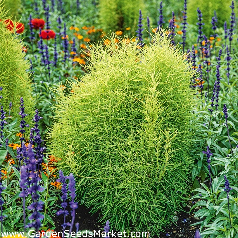 Kochia - Kochia scoparia - Versatile for Pots or Garden Borders - Fresh ...
